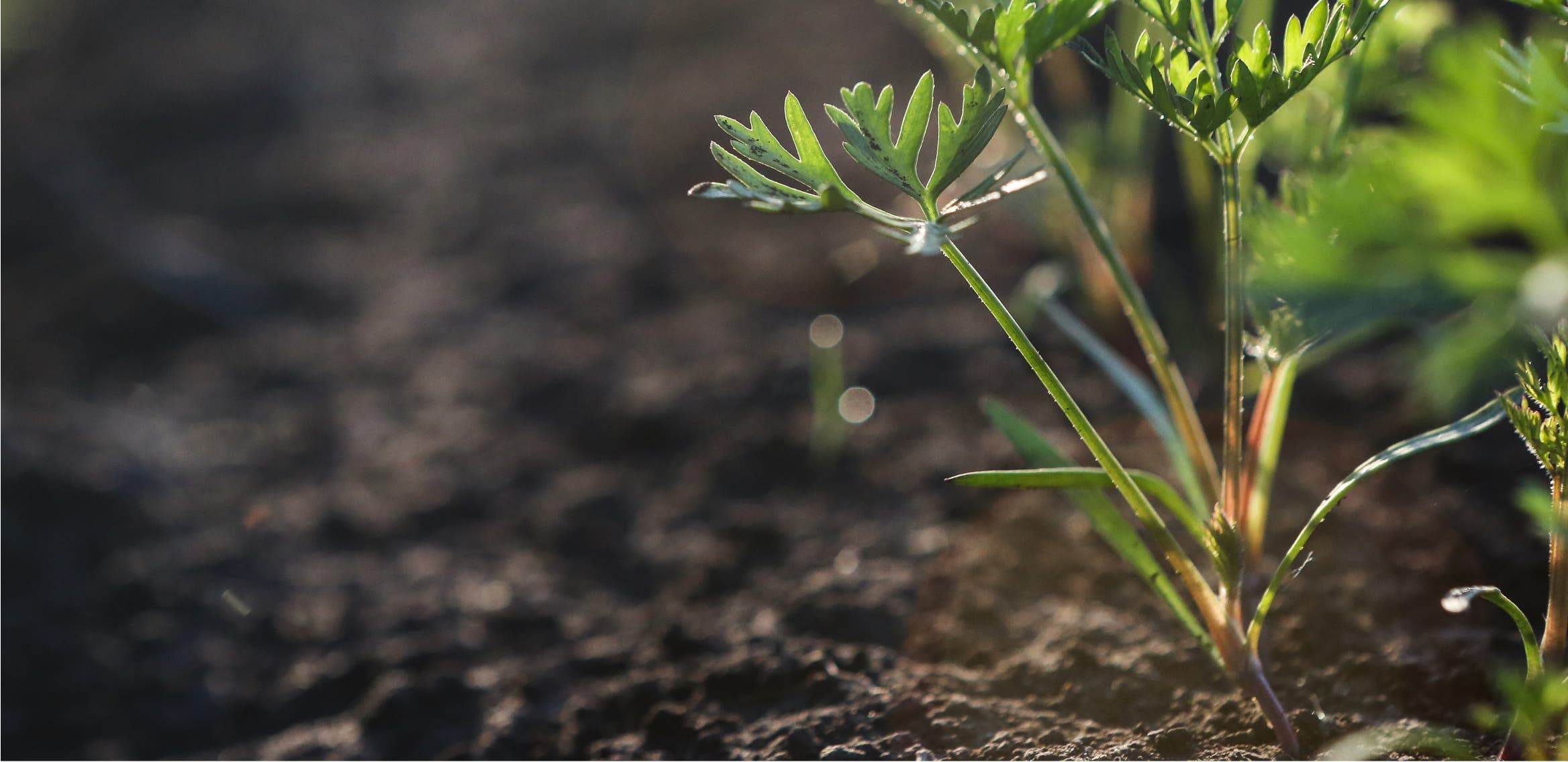 Blue Apron: Fresh Ingredients, Original Recipes, Delivered to You